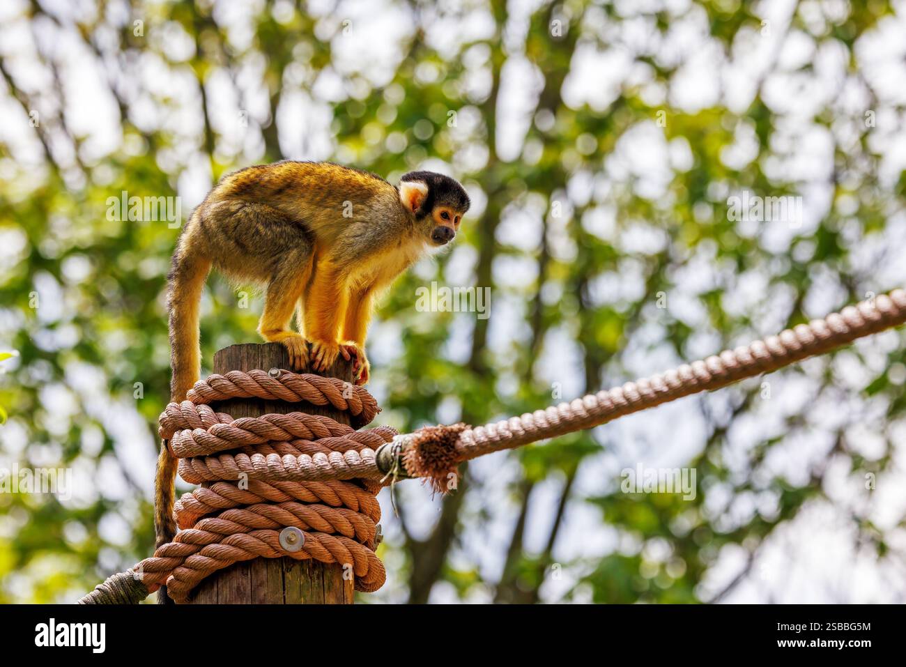 Black capped squirrel monkey, Saimiri boliviensis, climbing on a post ...