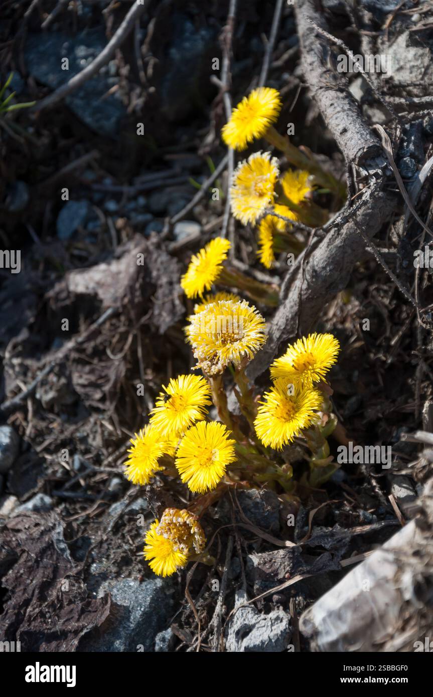 First flowers in the spring in Finland Stock Photo - Alamy