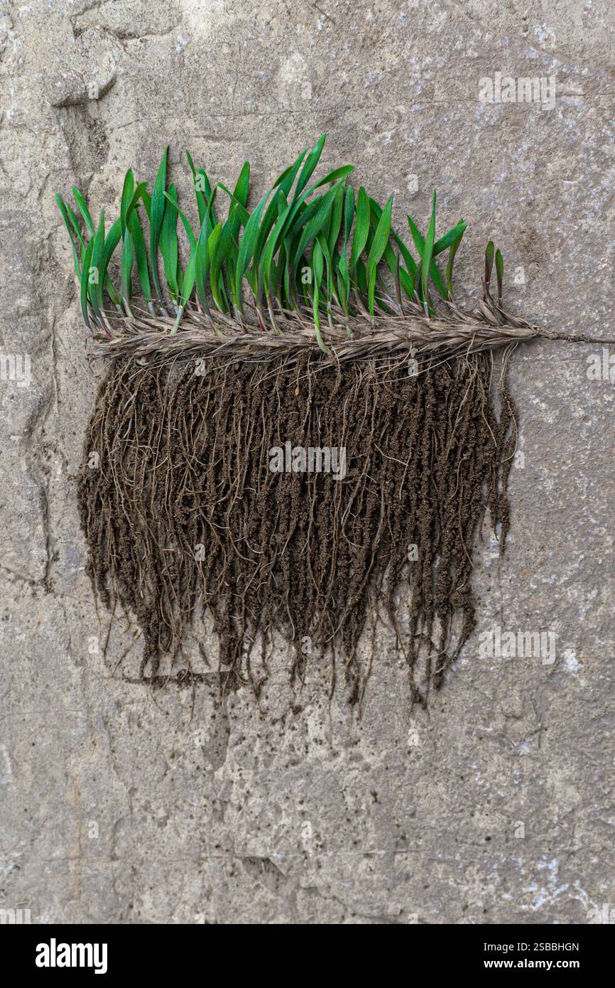 Growth rye from spikelet stone Stock Photo - Alamy