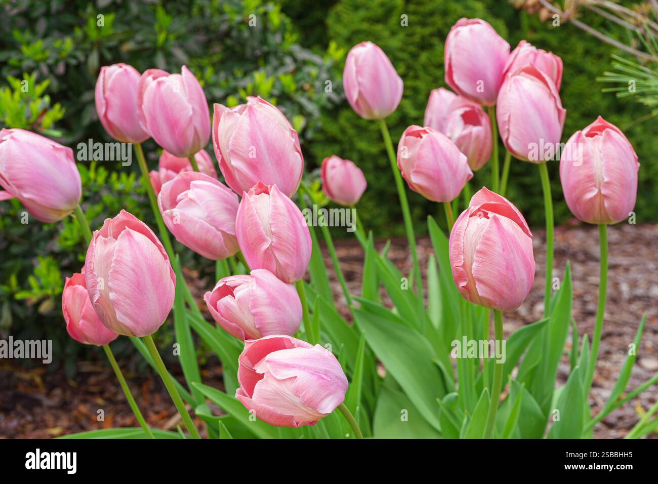 Pastel pink colored Darwin tulip, Mystic van Eijk bloom in botanical ...