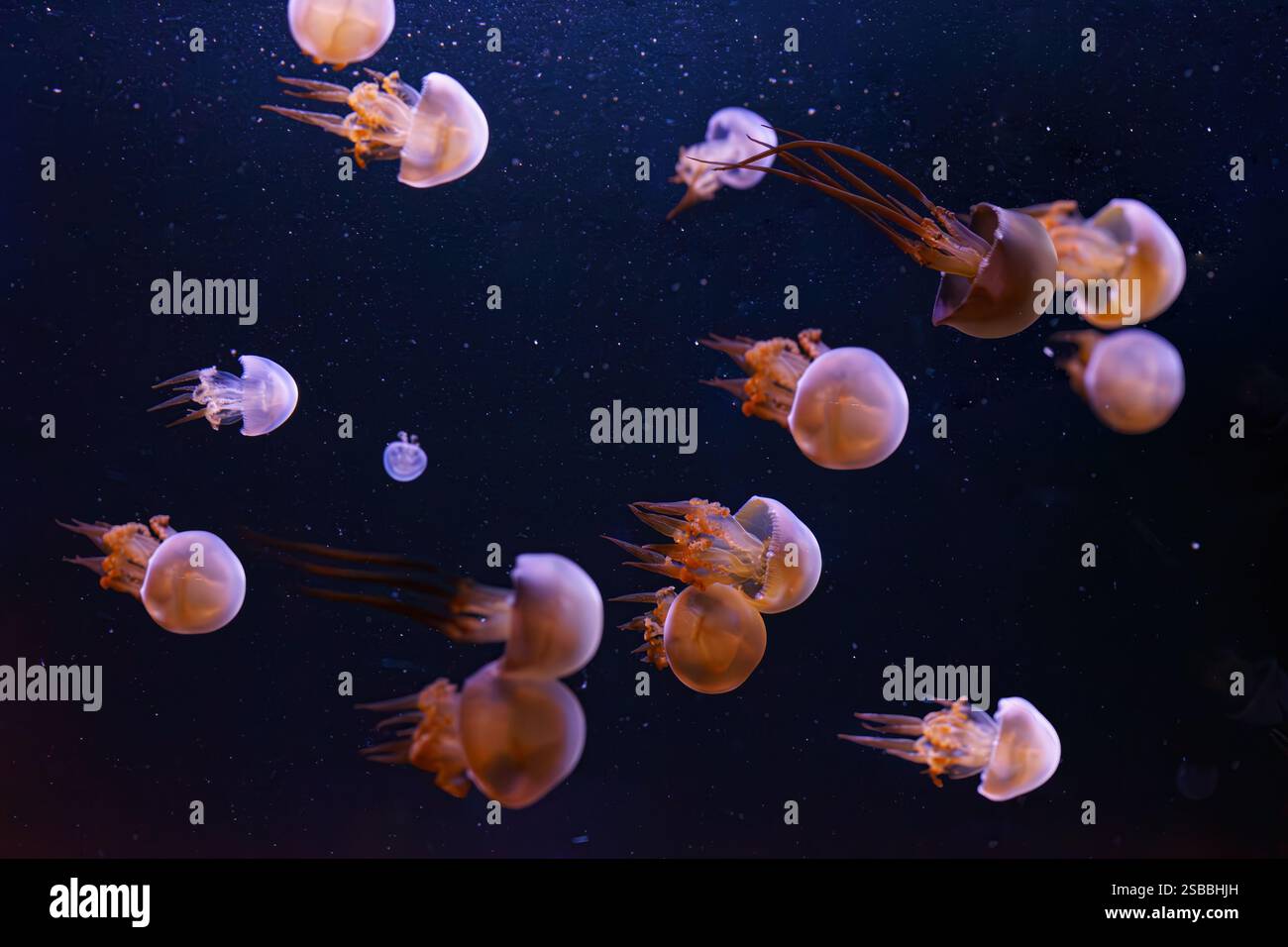 Group of jellyfish floating underwater aquarium pool illuminated with ...