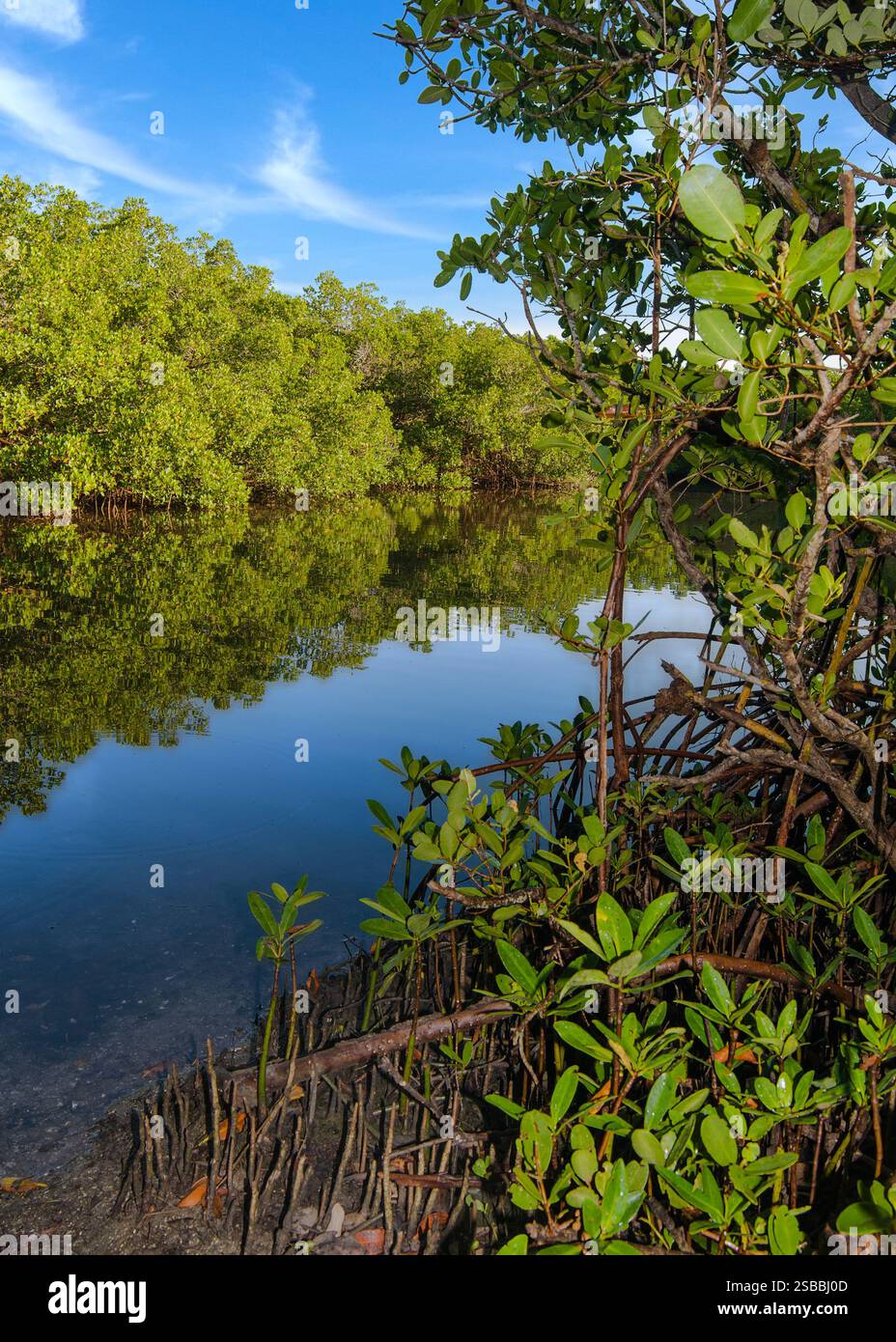 A mangrove intracoastal waterway along Tampa Bay at Cockroach Bay ...