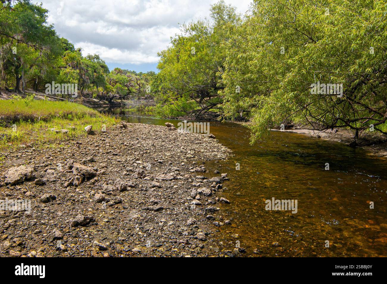 The Wild and Scenic Myakka River flows through a southern live oak ...