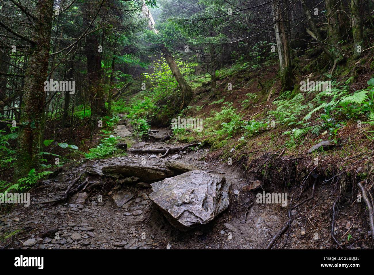 The rocky Kuwohi, formerly Clingman's Dome, Bypass Trail, is an ...