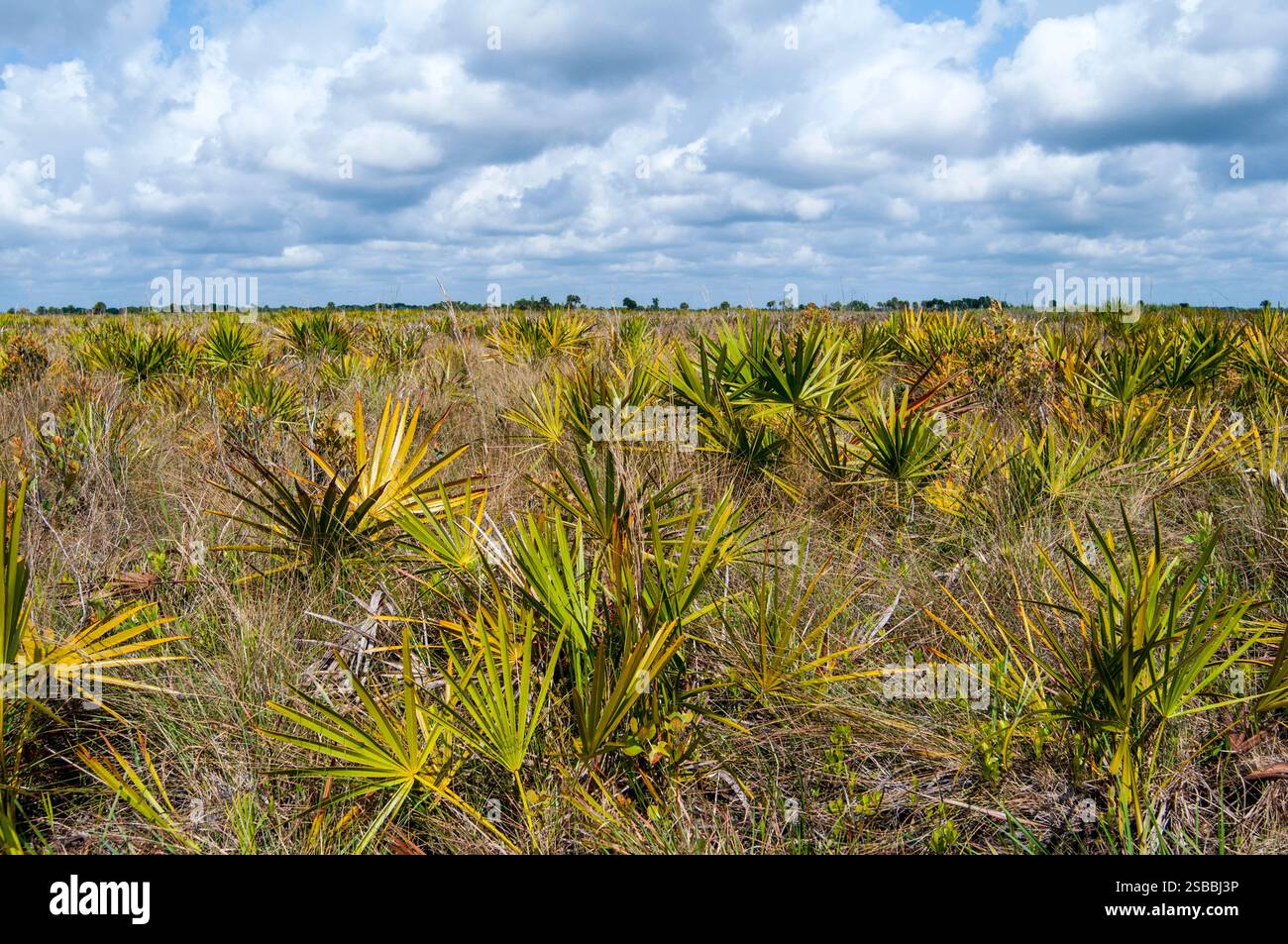 Kissimmee Prairie Preserve protects the Florida dry prairie, an ...