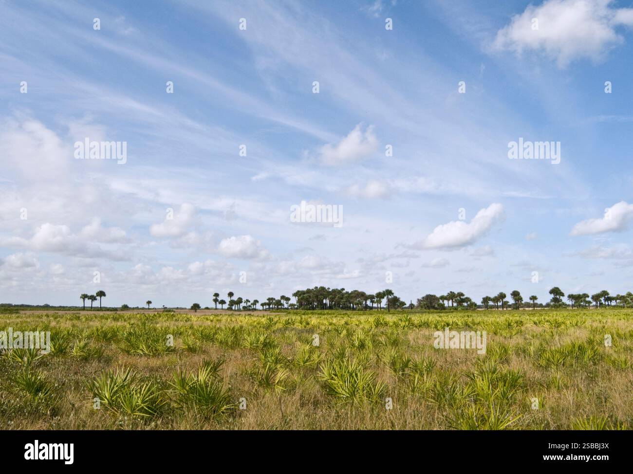 Under a blue sky, saw palmettos and grasses stretch across the Florida ...