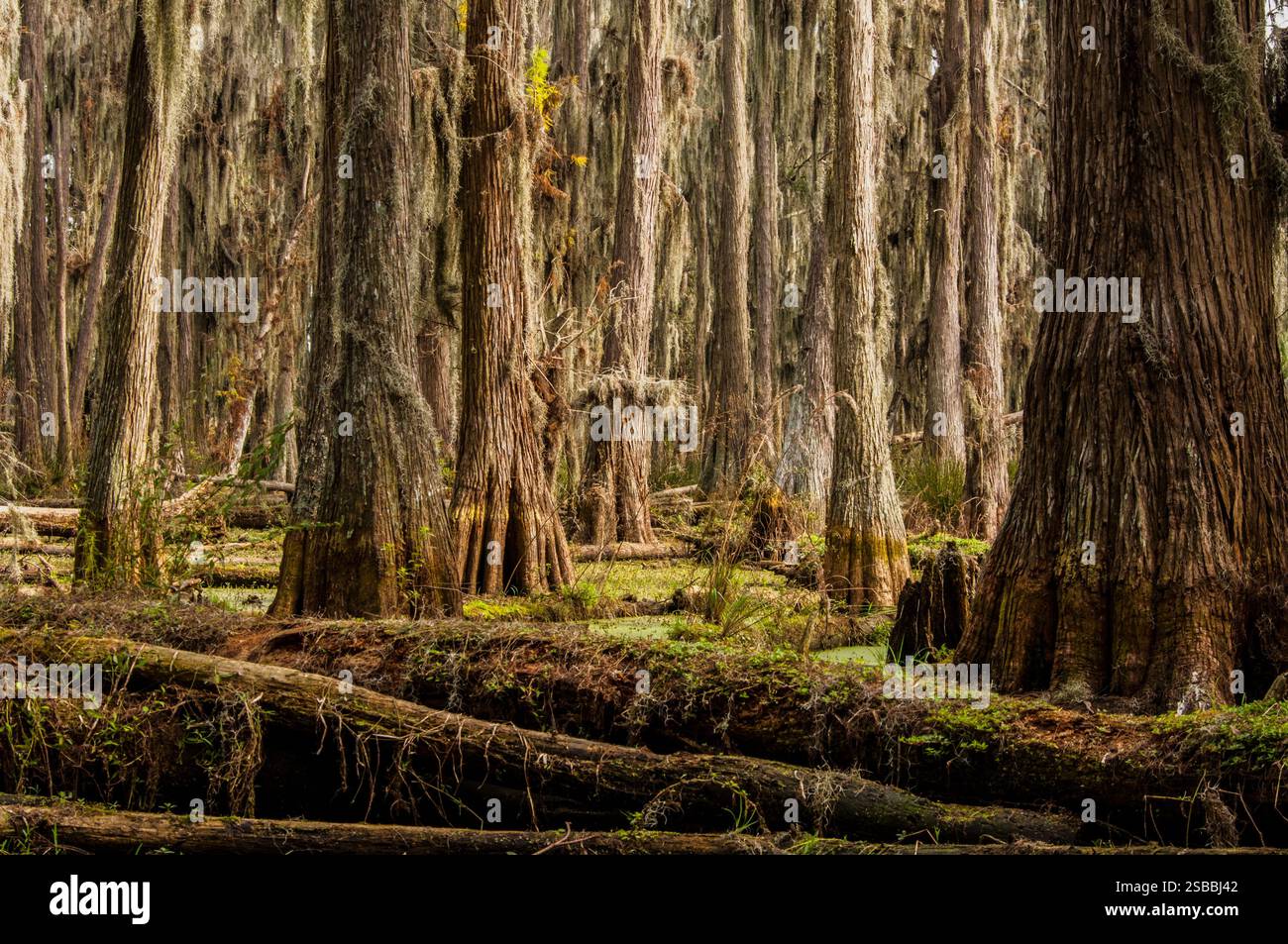Blackwater Creek Nature Preserve, FL: An ancient cypress swamp bathed ...