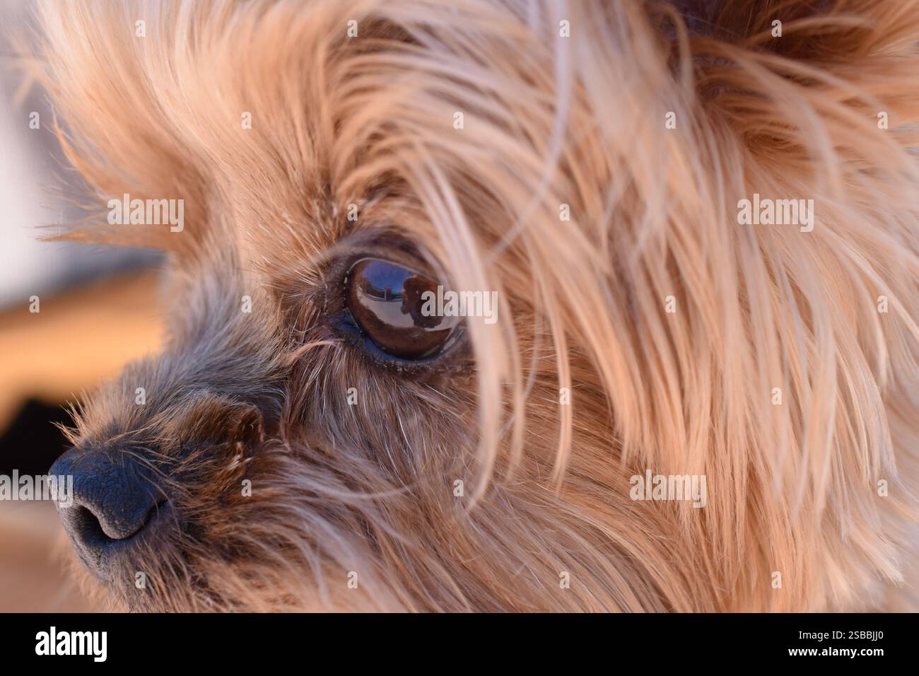 Cute Yorkie Closeup Looking Forward Stock Photo - Alamy