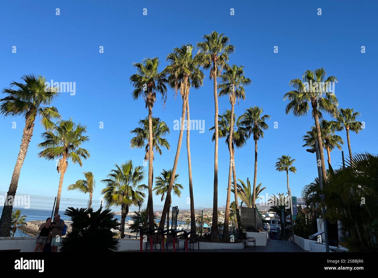 Row of palm trees costa adeje hi-res stock photography and images - Alamy