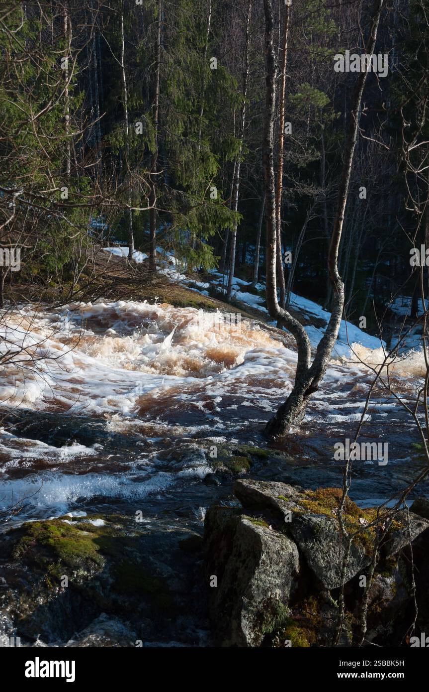 Spring floods in a rapids in the forest in Finland Stock Photo - Alamy