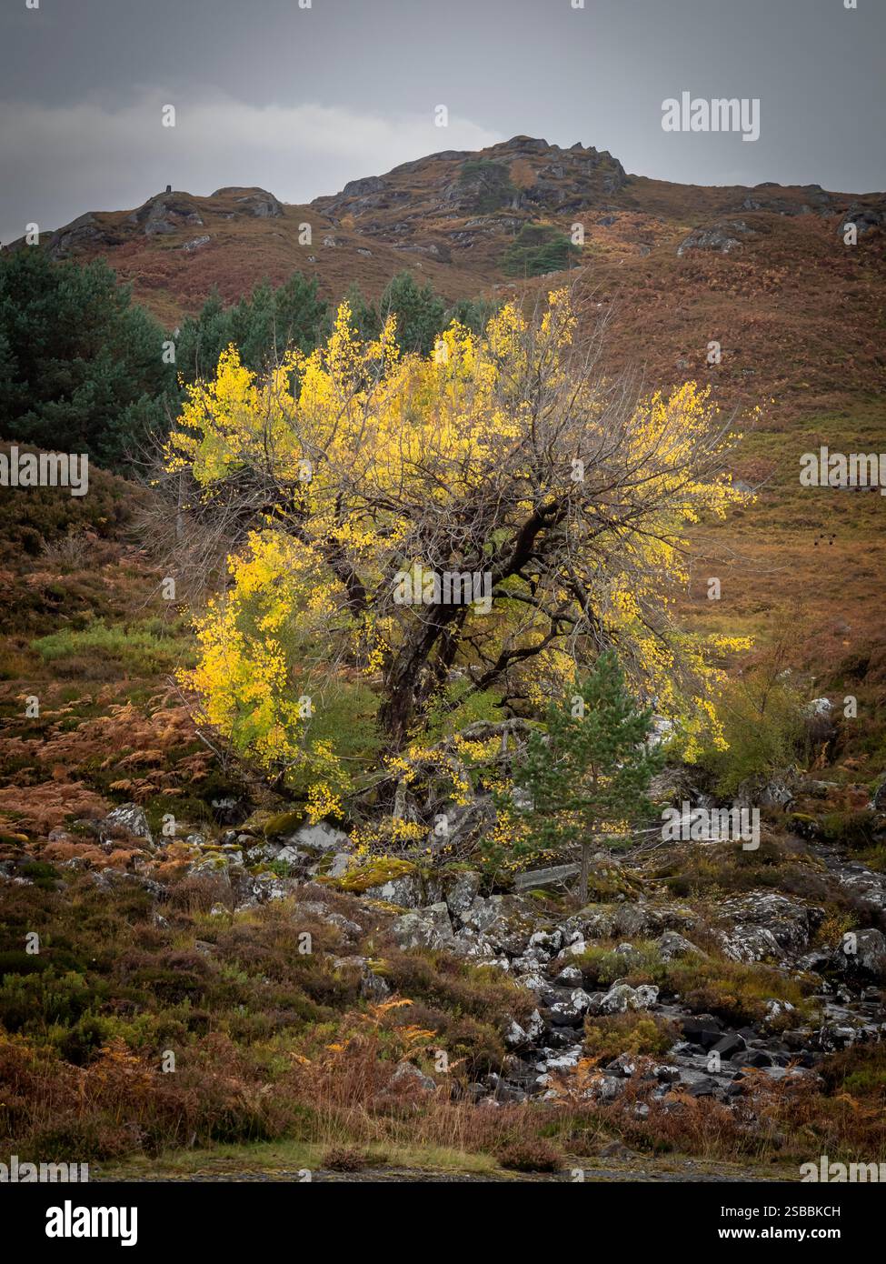 Knarled tree with Autumn colour, Glen Cannich, Highlands Scotland Stock ...