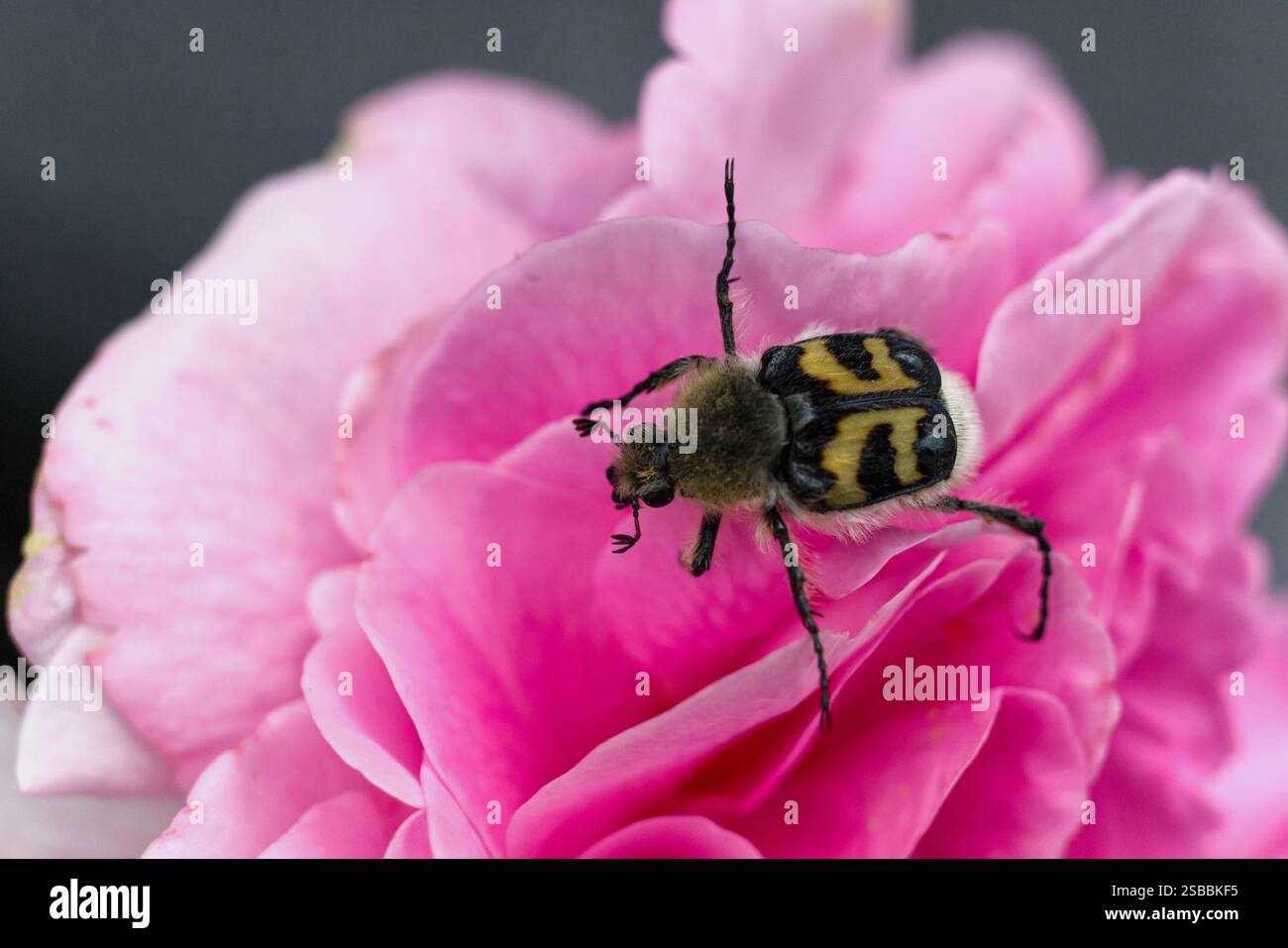 Bee beetle on a rose Stock Photo - Alamy