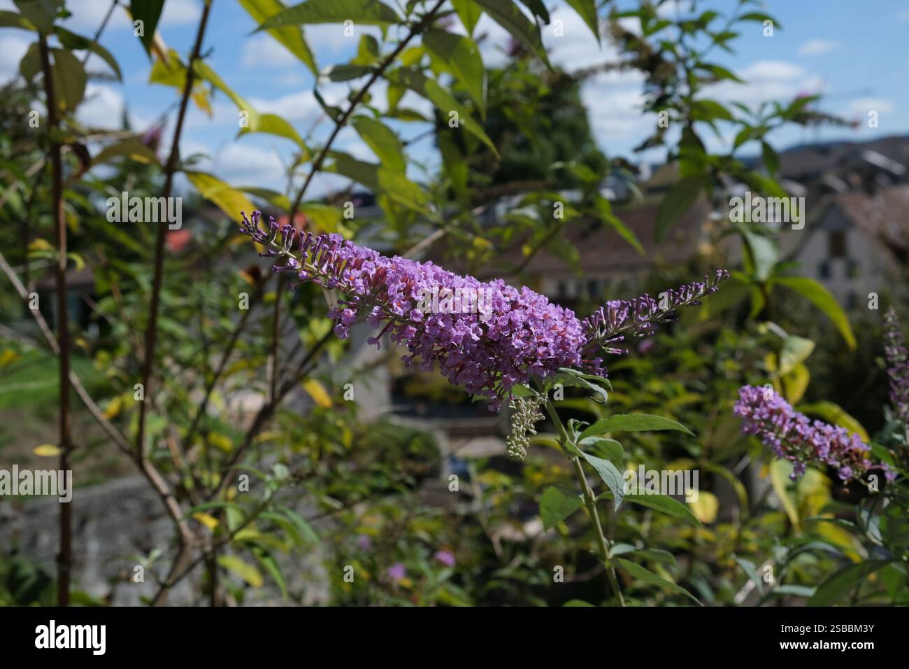 Growgreen hi-res stock photography and images - Alamy