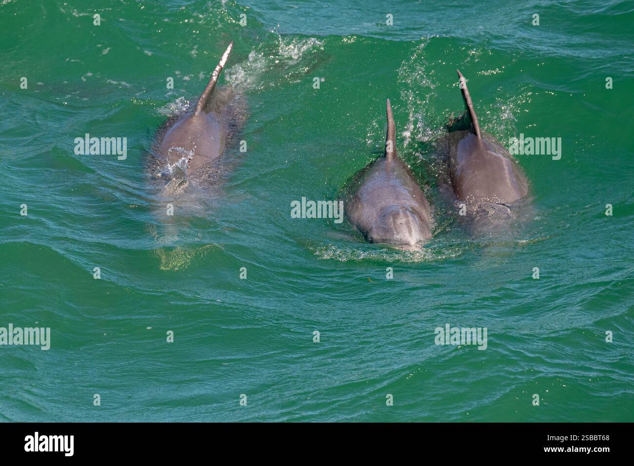 Bottlenose dolphins (Tursiops truncatus) swimming on the surface of the ...