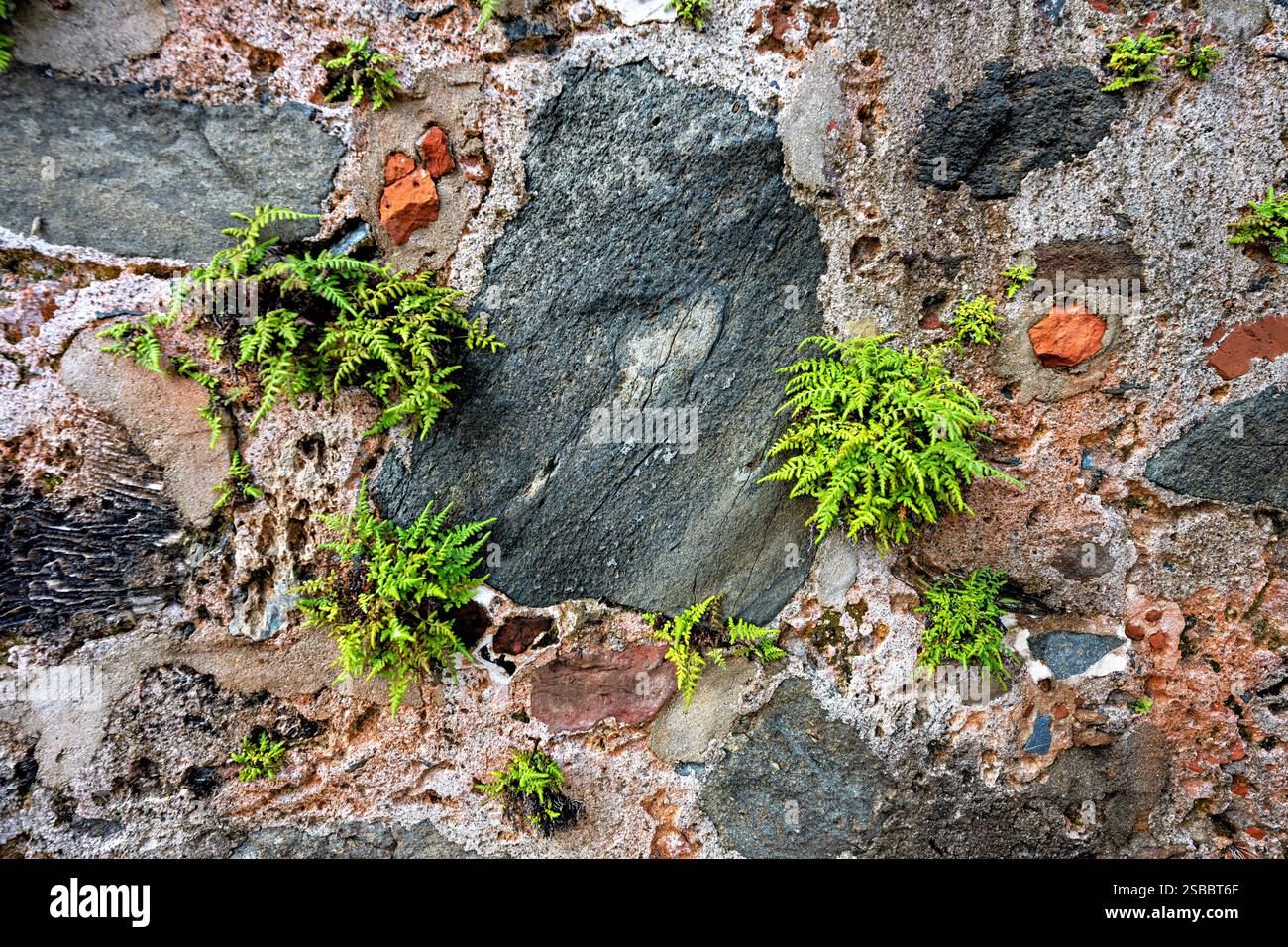 VIRGIN ISLANDS NATIONAL PARK, U.S. Virgin Islands — The ruins of George ...