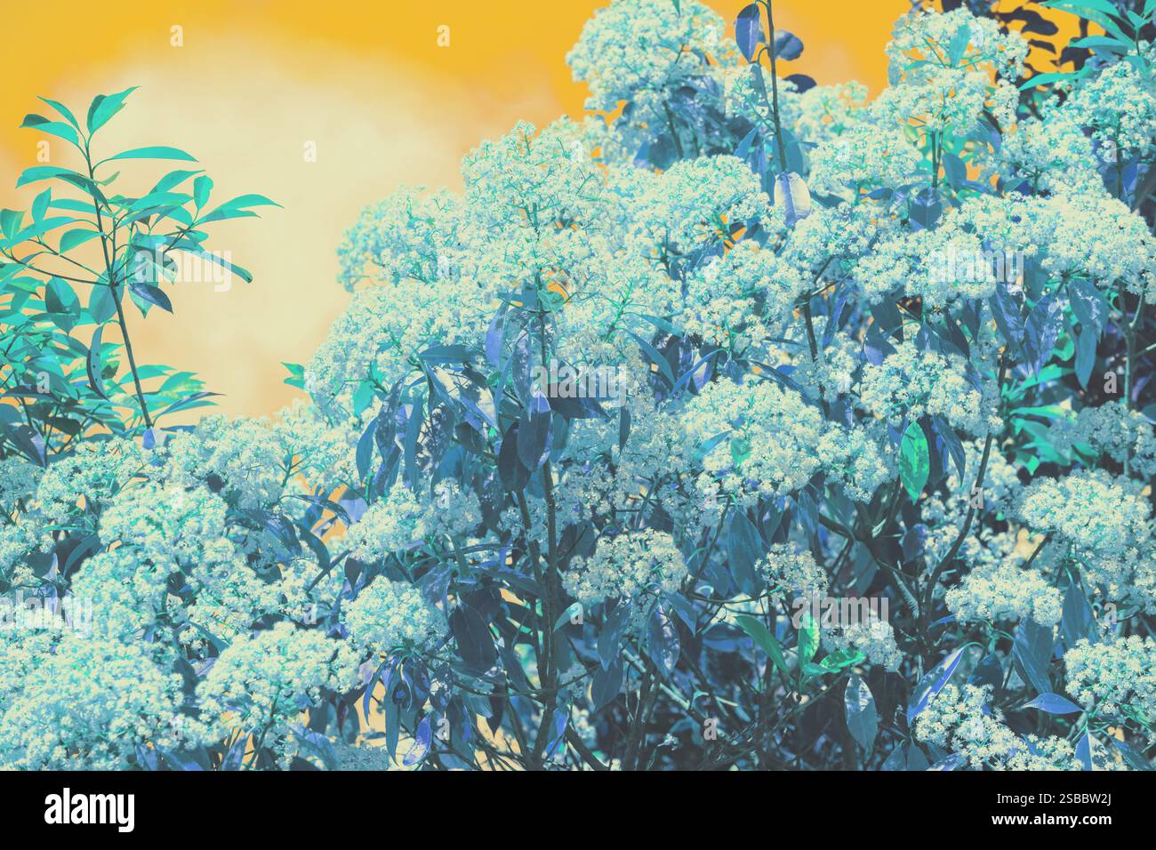 Natural background. Flowering Photinia Red Robin trees in the garden ...