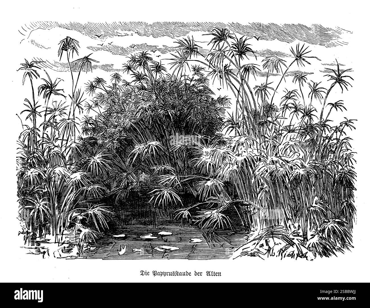 Nile River's gentle flow, surrounded by tall, elegant papyrus plants ...