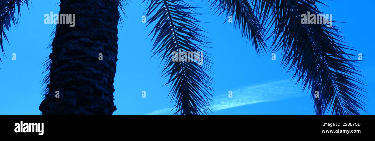 Palm tree against the blue sky. Tropical natural landscape. Horizontal ...