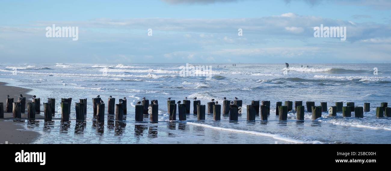 Wooden poles fixed into the beach (groynes or groins) to prevent beach ...