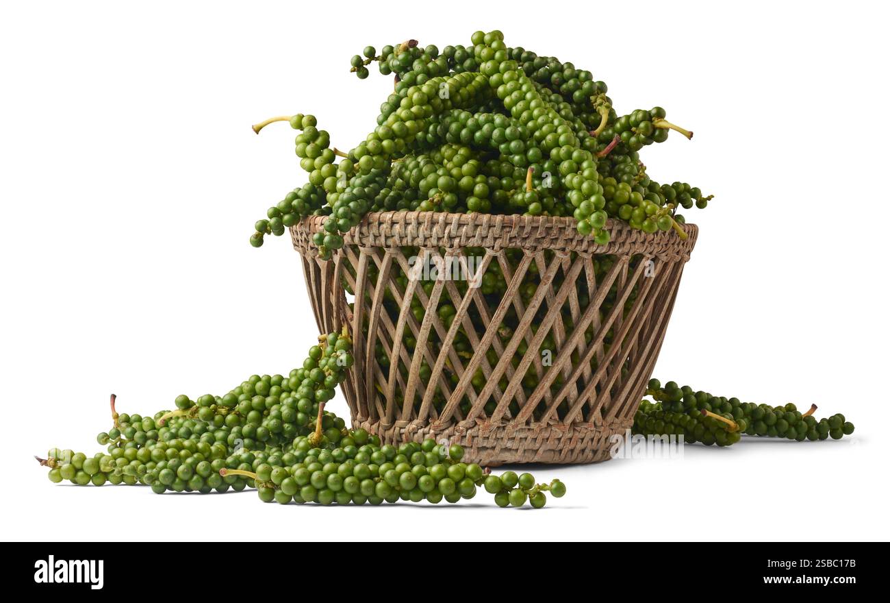 Harvested fresh green peppercorns hi-res stock photography and images ...