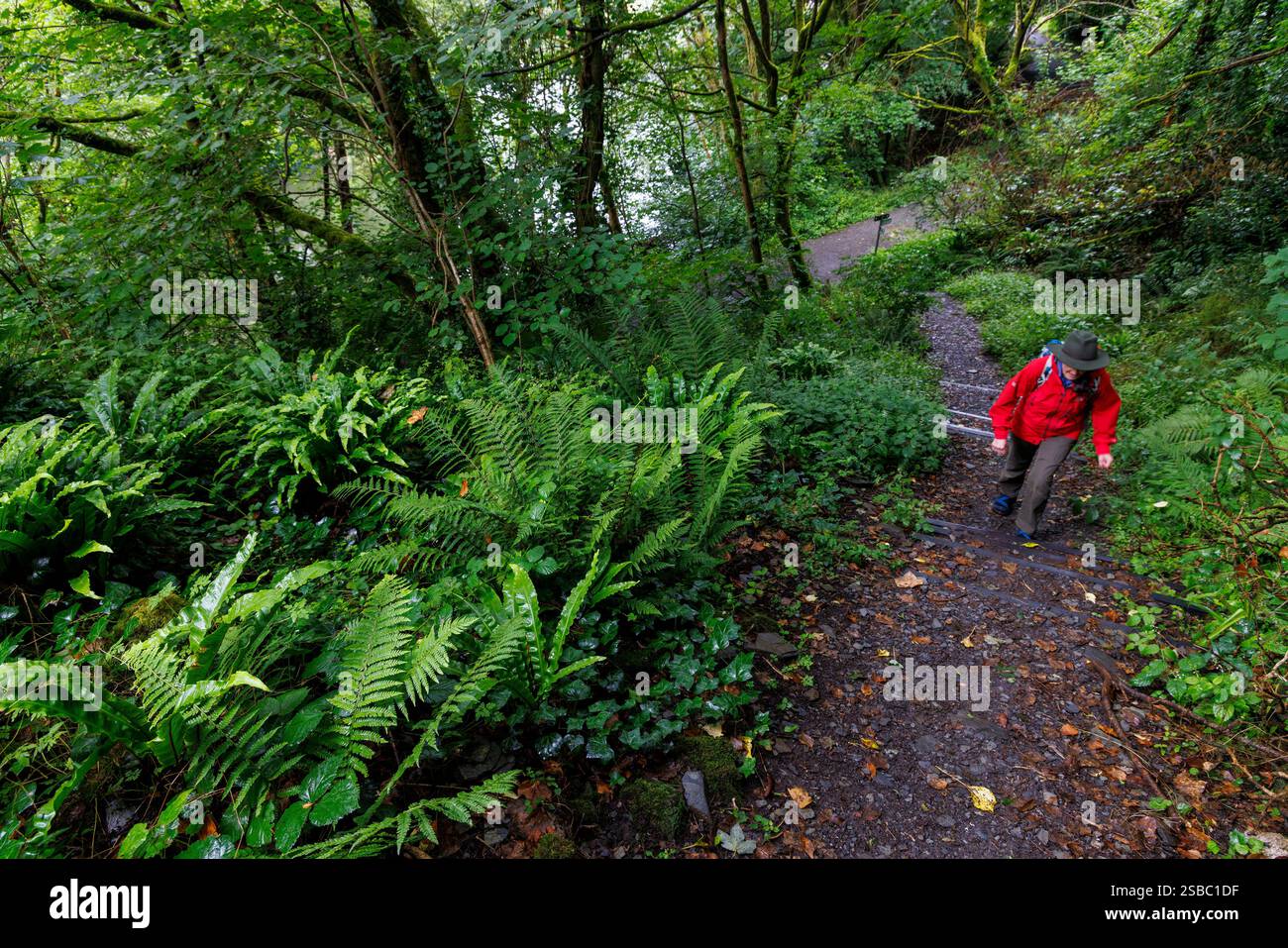 Person on footpath in woodland at Cilgerran Castle, Wales, UK Stock ...