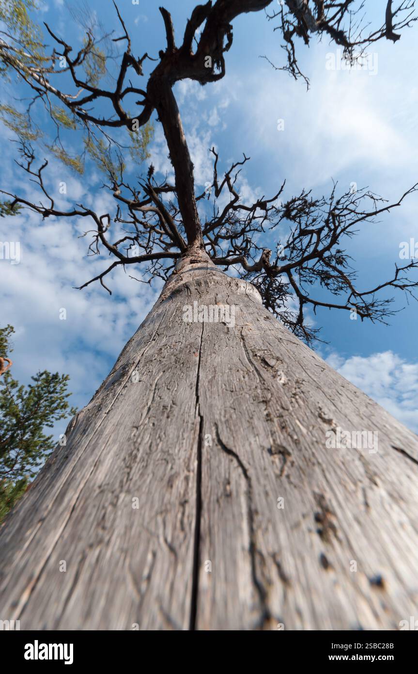 A pine tree trunk seen from below in the forests of Finland Stock Photo ...