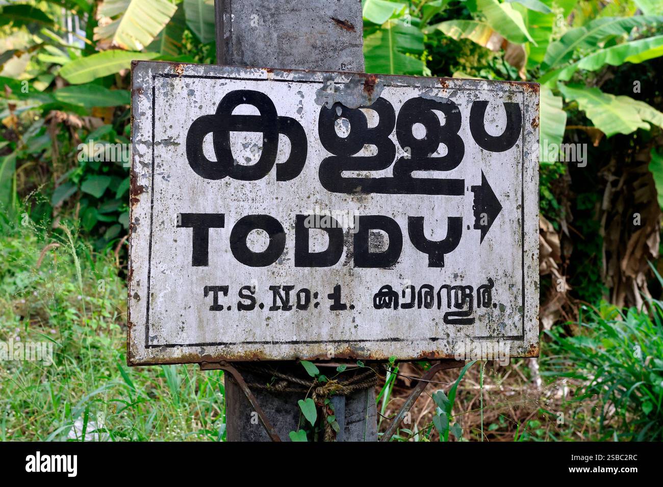 Toddy palm hi-res stock photography and images - Alamy
