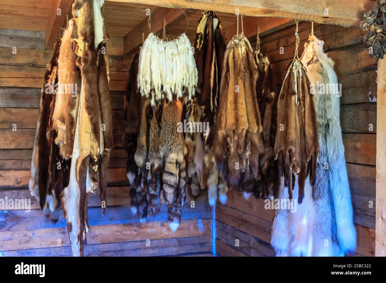 A bunch of fur hanging from a wooden beam. The fur is of different ...