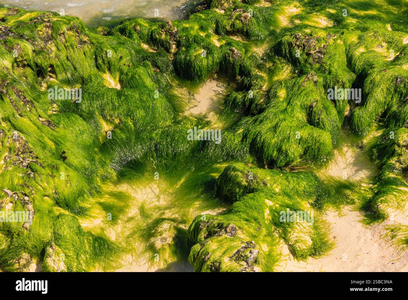 A green plant is growing on a rock. The plant is green and has a fuzzy ...