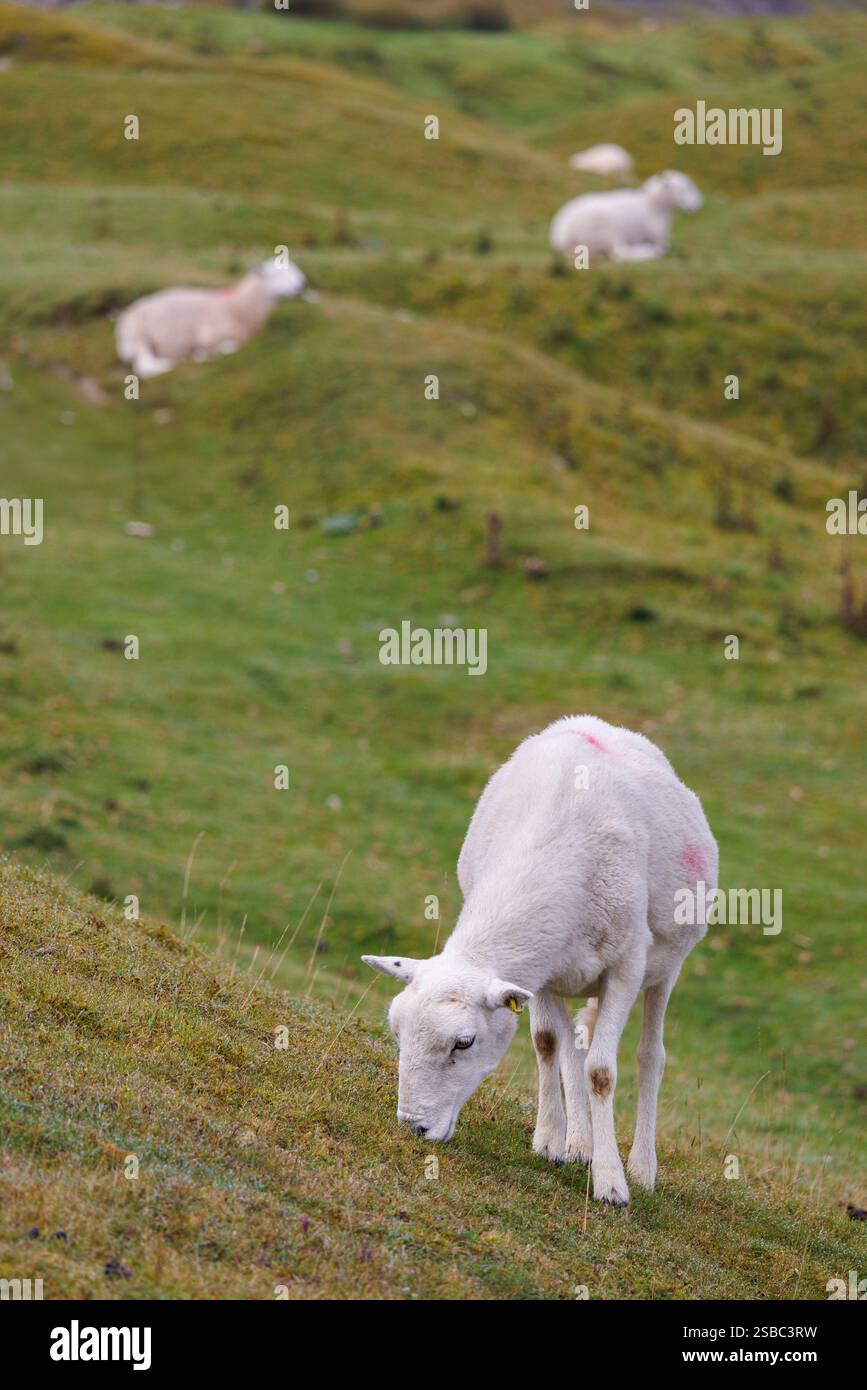 Sheep grazing on open land in the Brecon Beacons National Park, Bannau ...