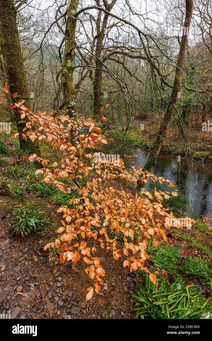 Beech sapling in woodland in winter, Teign Valley, Dartmoor, UK Stock ...