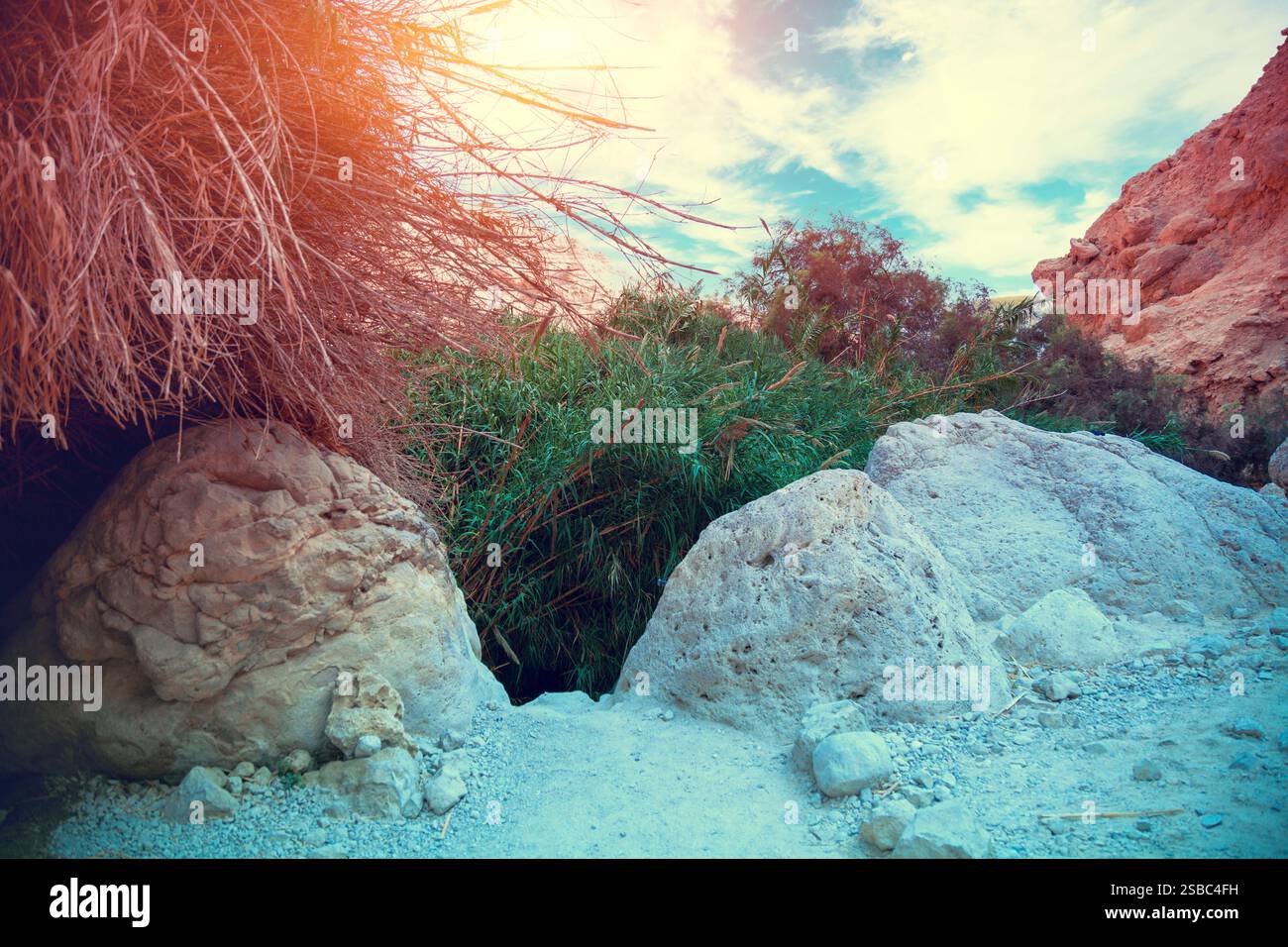 Oasis in desert. Ein Gedi nature reserve. Israel Stock Photo - Alamy