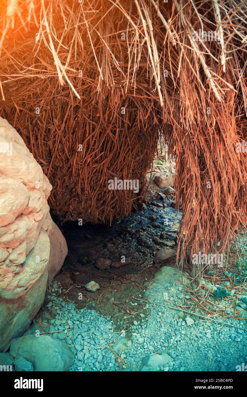 Oasis in the desert. Ein Gedi nature reserve. Israel. Vertical image ...
