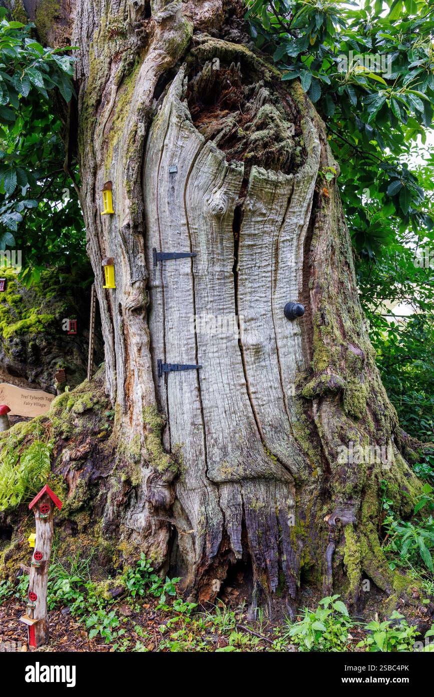 Hobbit doors set in tree in fasiry village, Dinefwr, Wales, UK Stock ...