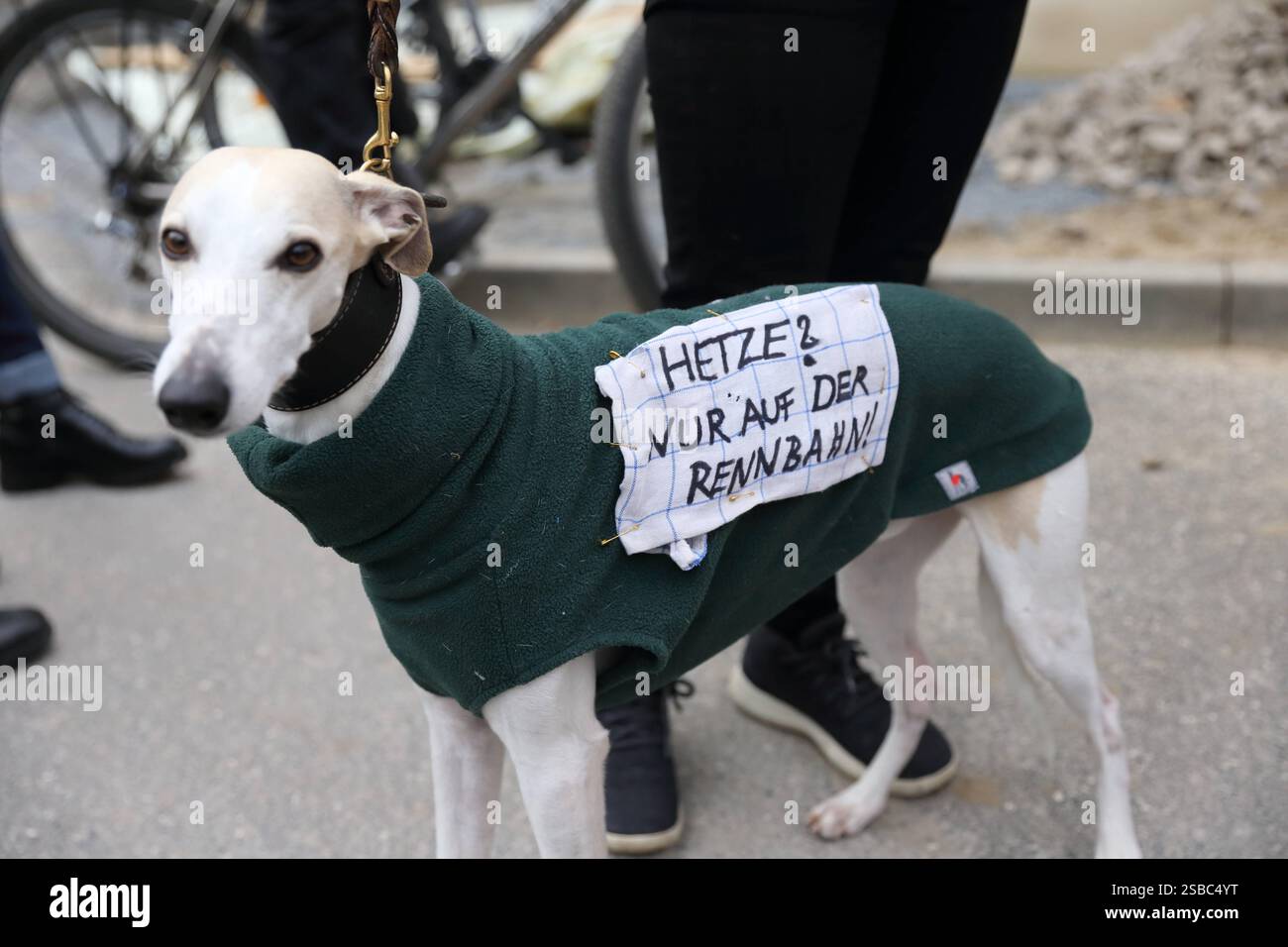 Ein Windhund mit Aufnäher Hetze Nur auf der Rennbahn während einer ...