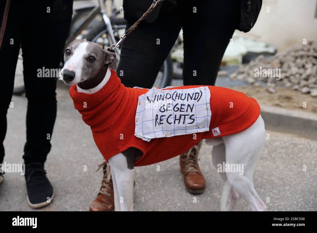 Ein Windhund mit Aufnäher WindHund gegen rechts während einer ...
