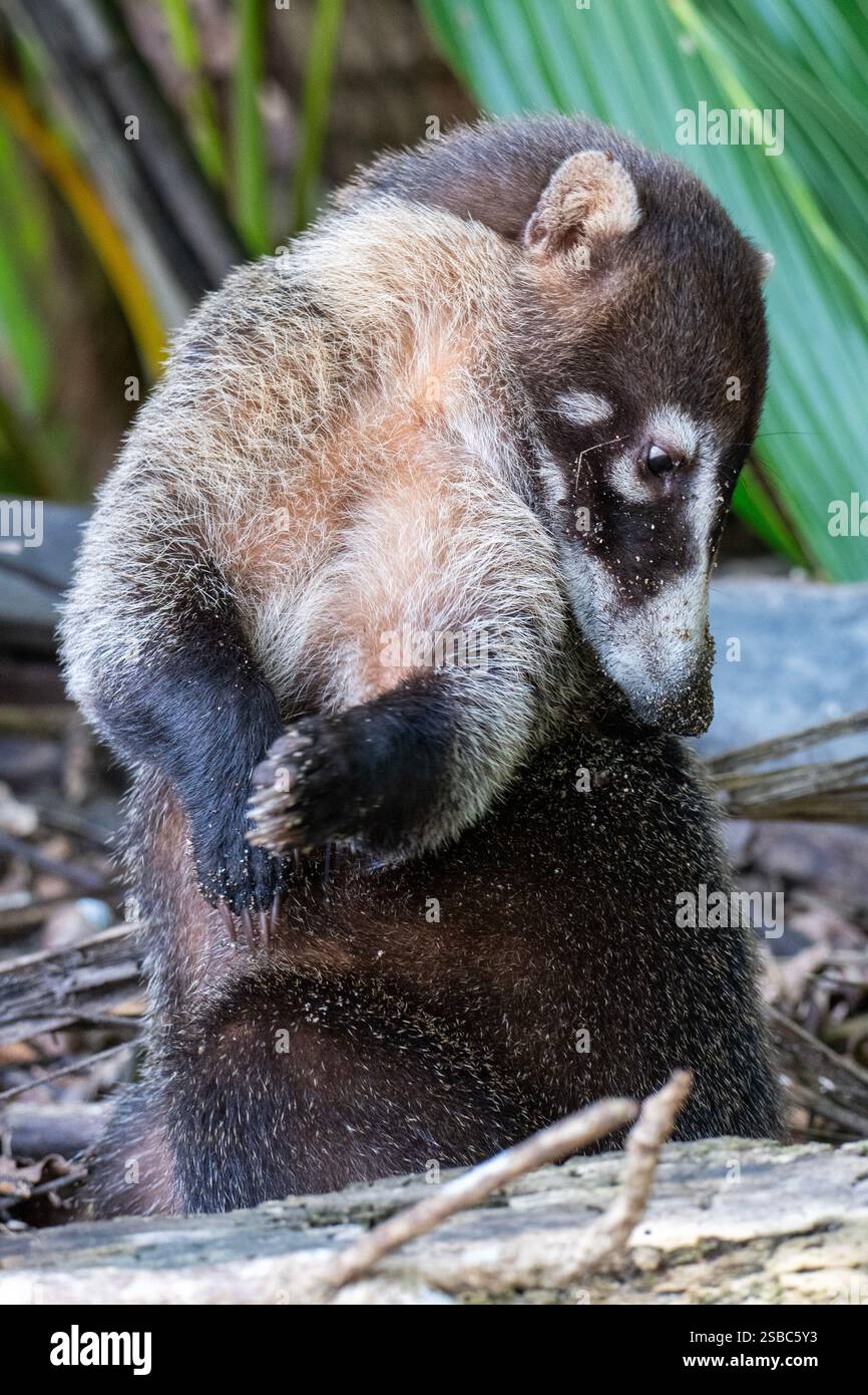 Costa Rica, Pacific Coast, Corcovado National Park. Coati AKA ...