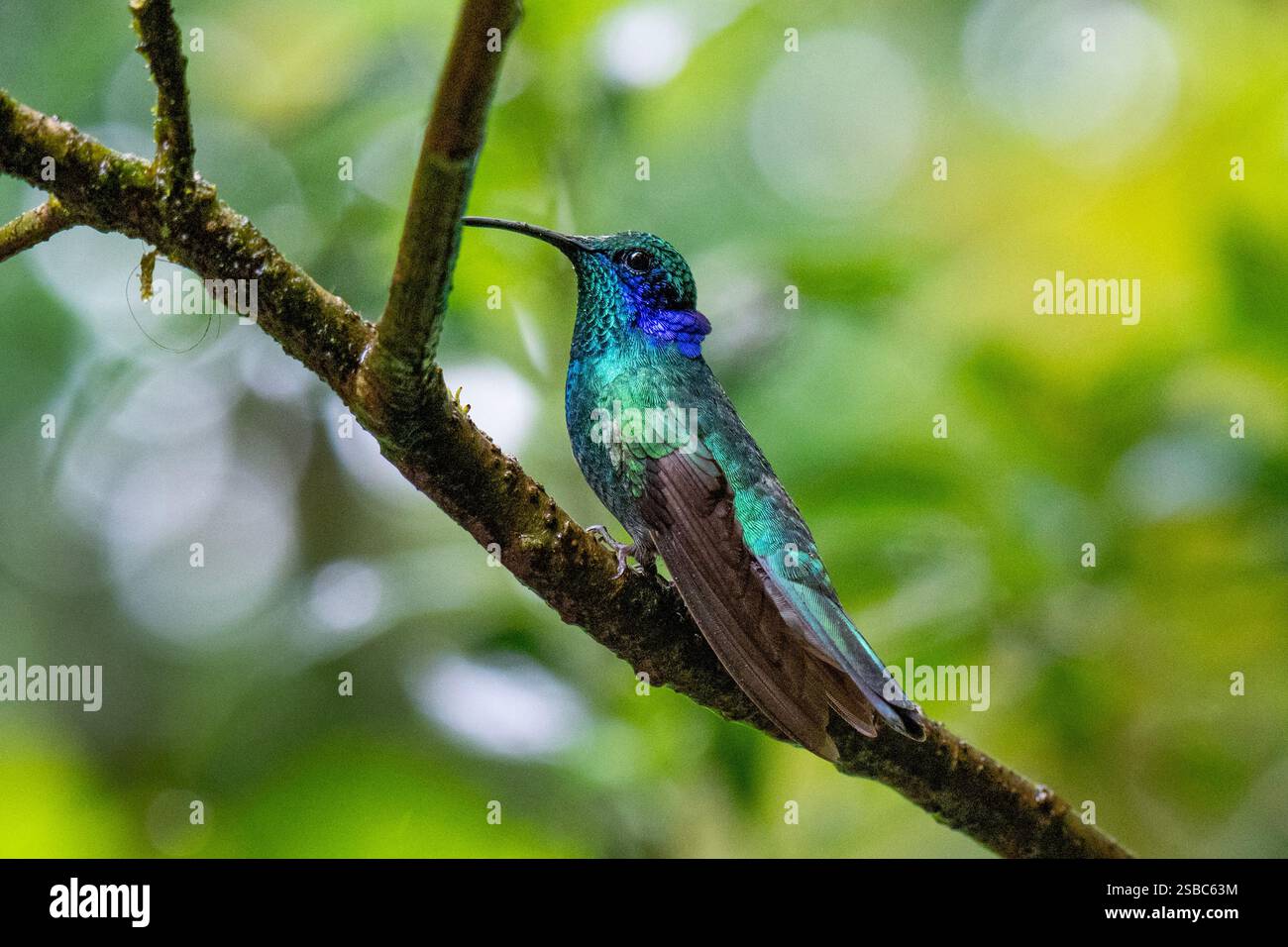 Costa Rica, Monteverde. Lesser violetear aka Green violetear ...
