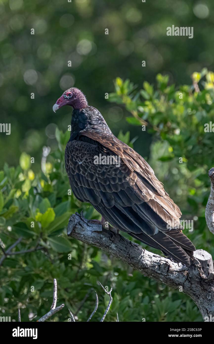 A turkey vulture (Cathartes aura) perched on mangroves in the Florida ...