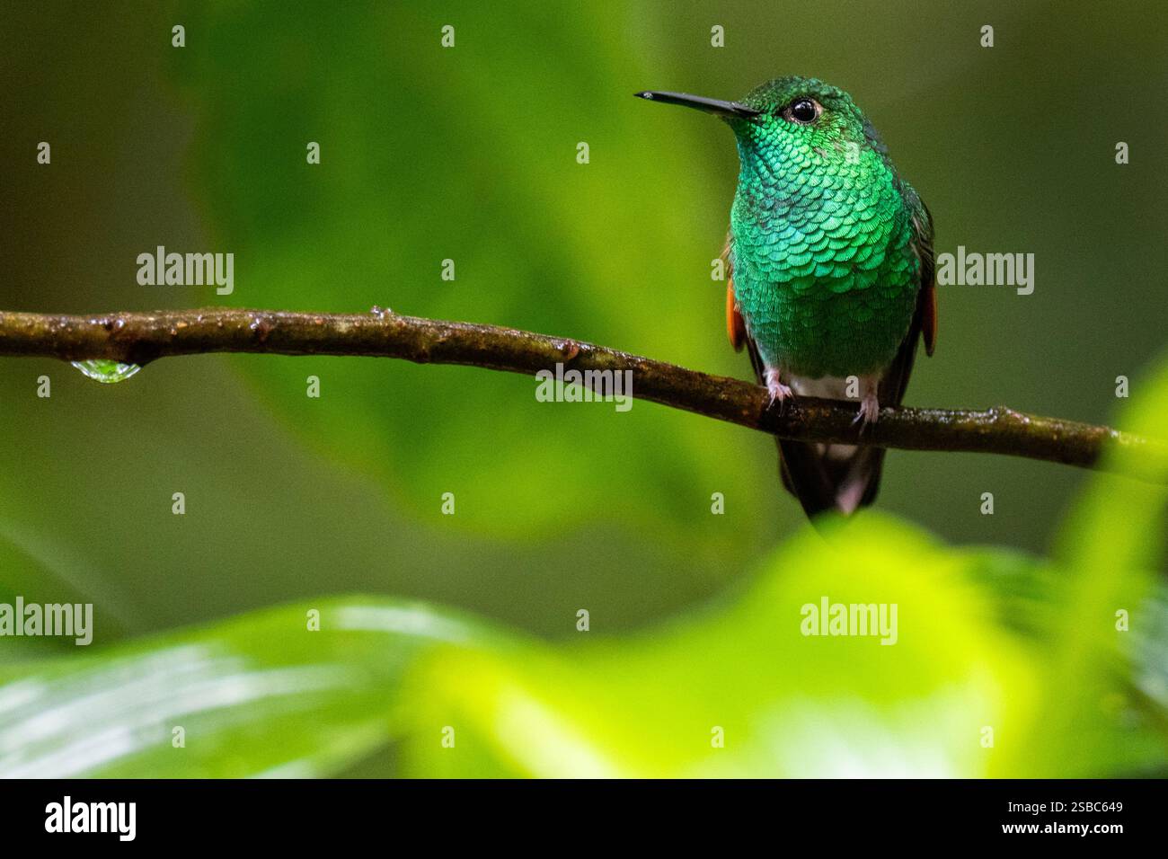 Costa Rica, Monteverde. Stripe-tailed Hummingbird (Eupherusa eximia ...