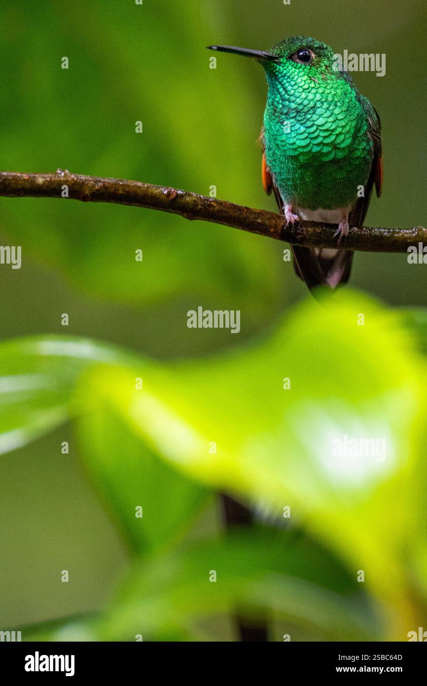 Costa Rica, Monteverde. Stripe-tailed Hummingbird (Eupherusa eximia ...