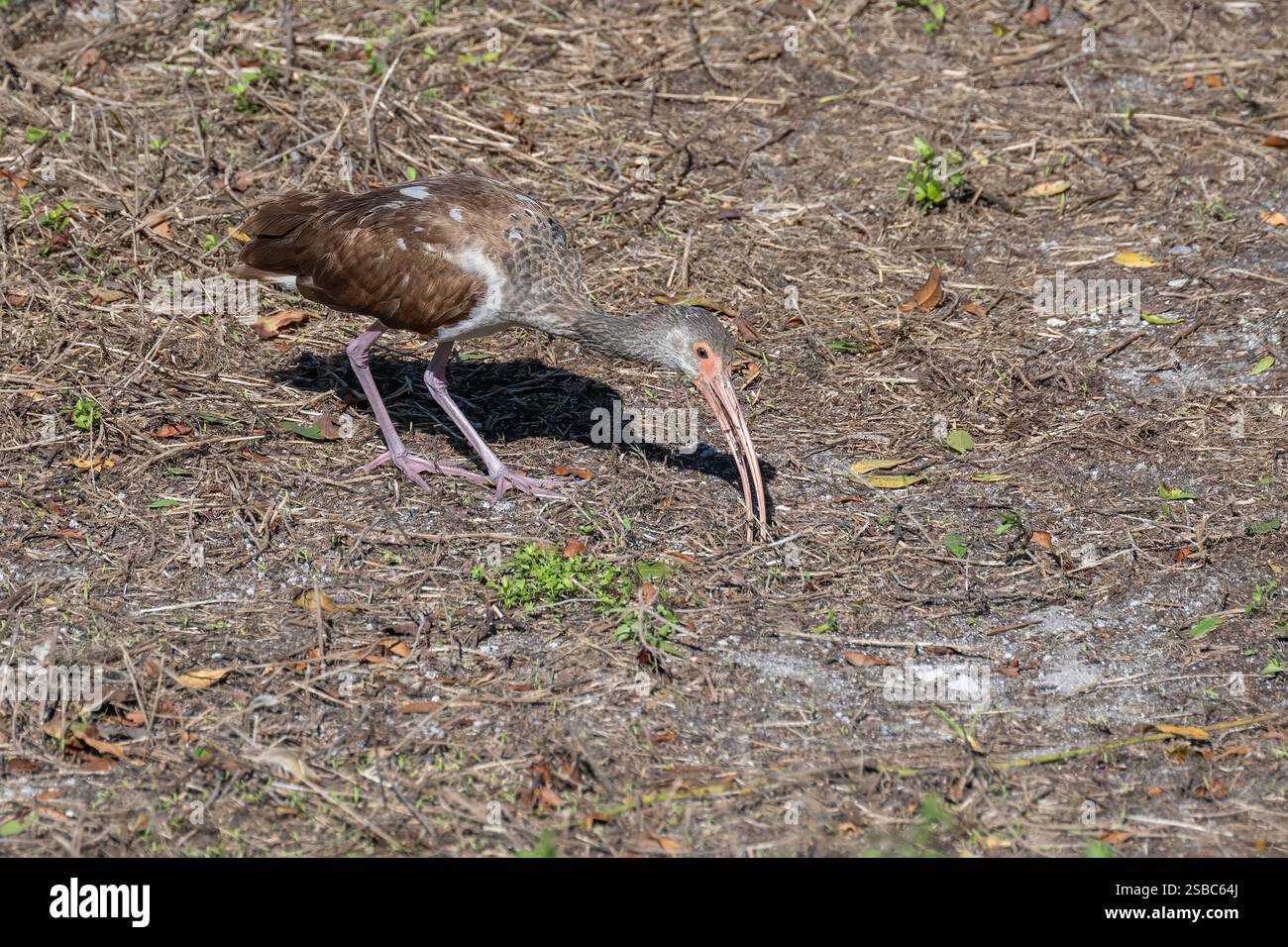 An immature White Ibis (Eudocimus albus) looking for food on the ground ...