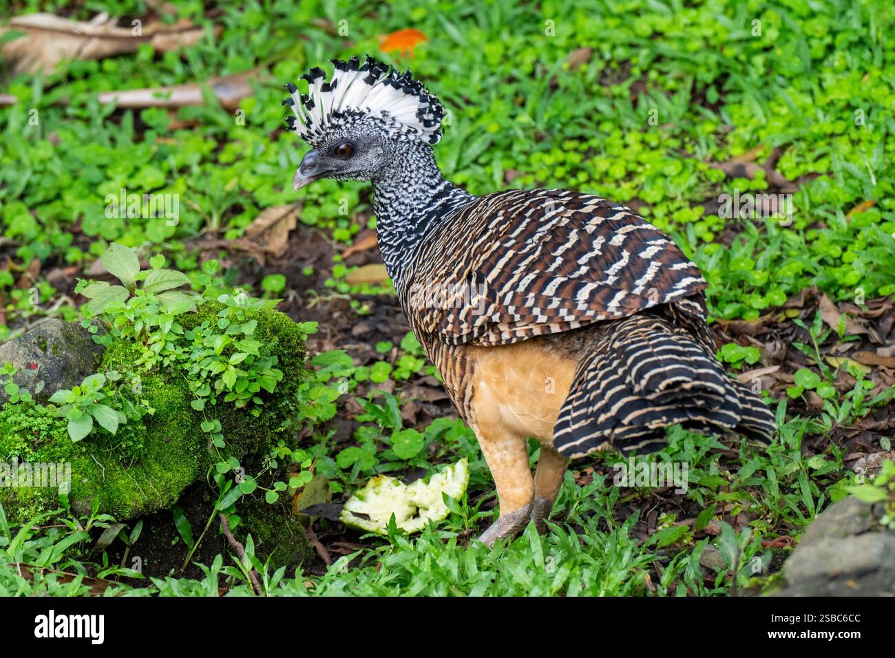 Costa Rica, Arenal. Great Curassow (Crax rubra) female Stock Photo - Alamy
