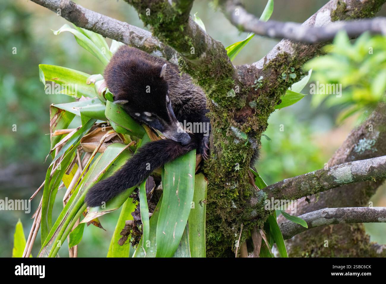 Costa Rica, Arenal. Coati AKA coatimundi. Lone white-nosed coati (Nasua ...