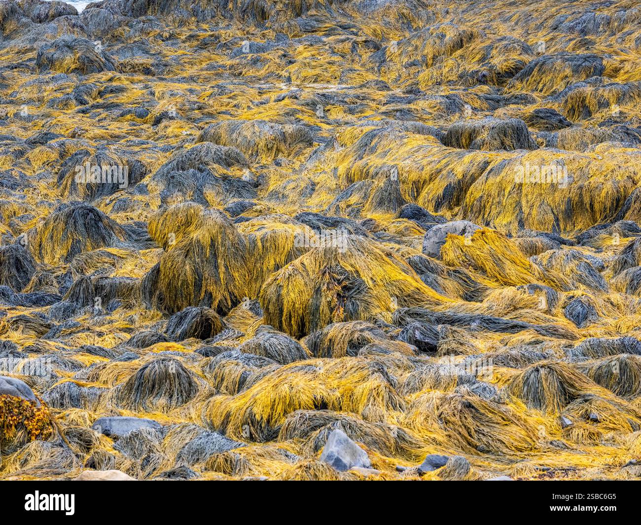 Closeup of Rockweed (Ascophyllum nodosum) a commercially important sea ...
