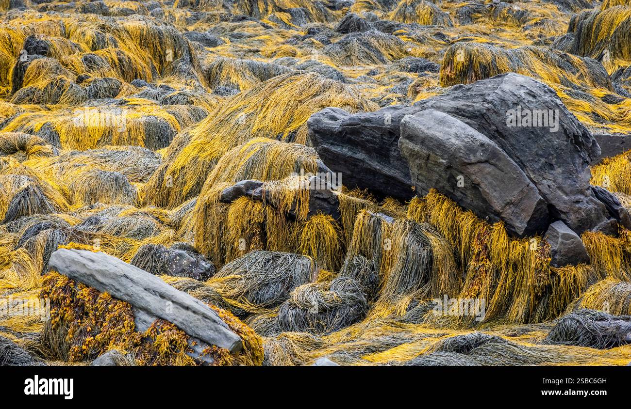 Closeup of Rockweed (Ascophyllum nodosum) a commercially important sea ...