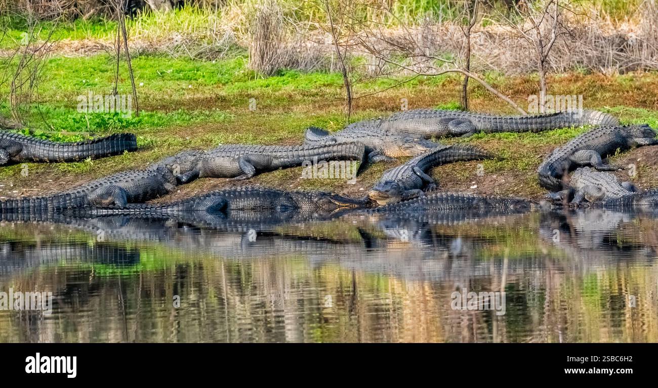 American Alligators on the bank of the Myakka River in Myakka River ...