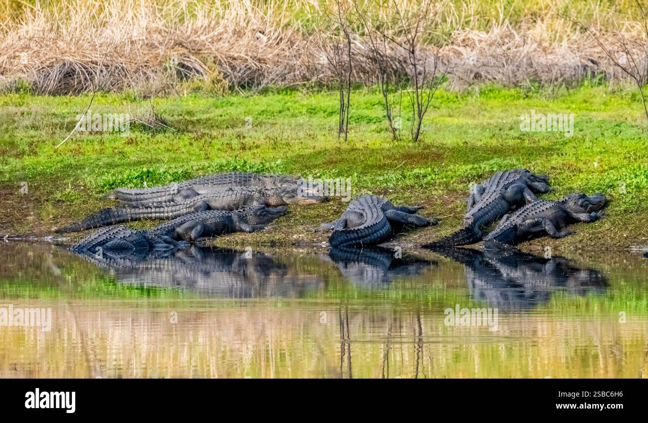 American Alligators on the bank of the Myakka River in Myakka River ...