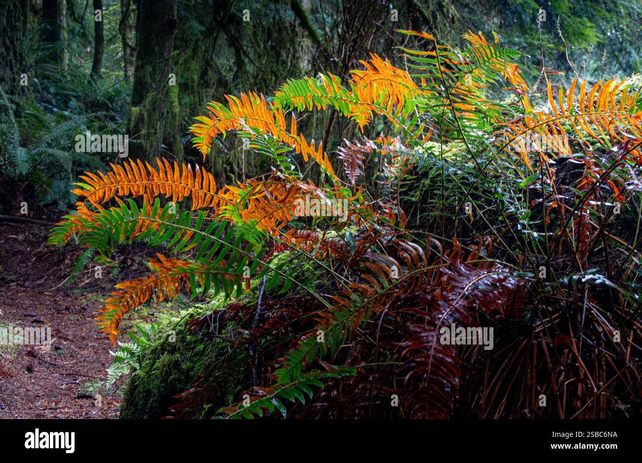 WA28109-00...WASHINGTON - Sun on drying fronds of a Western Sword fern ...