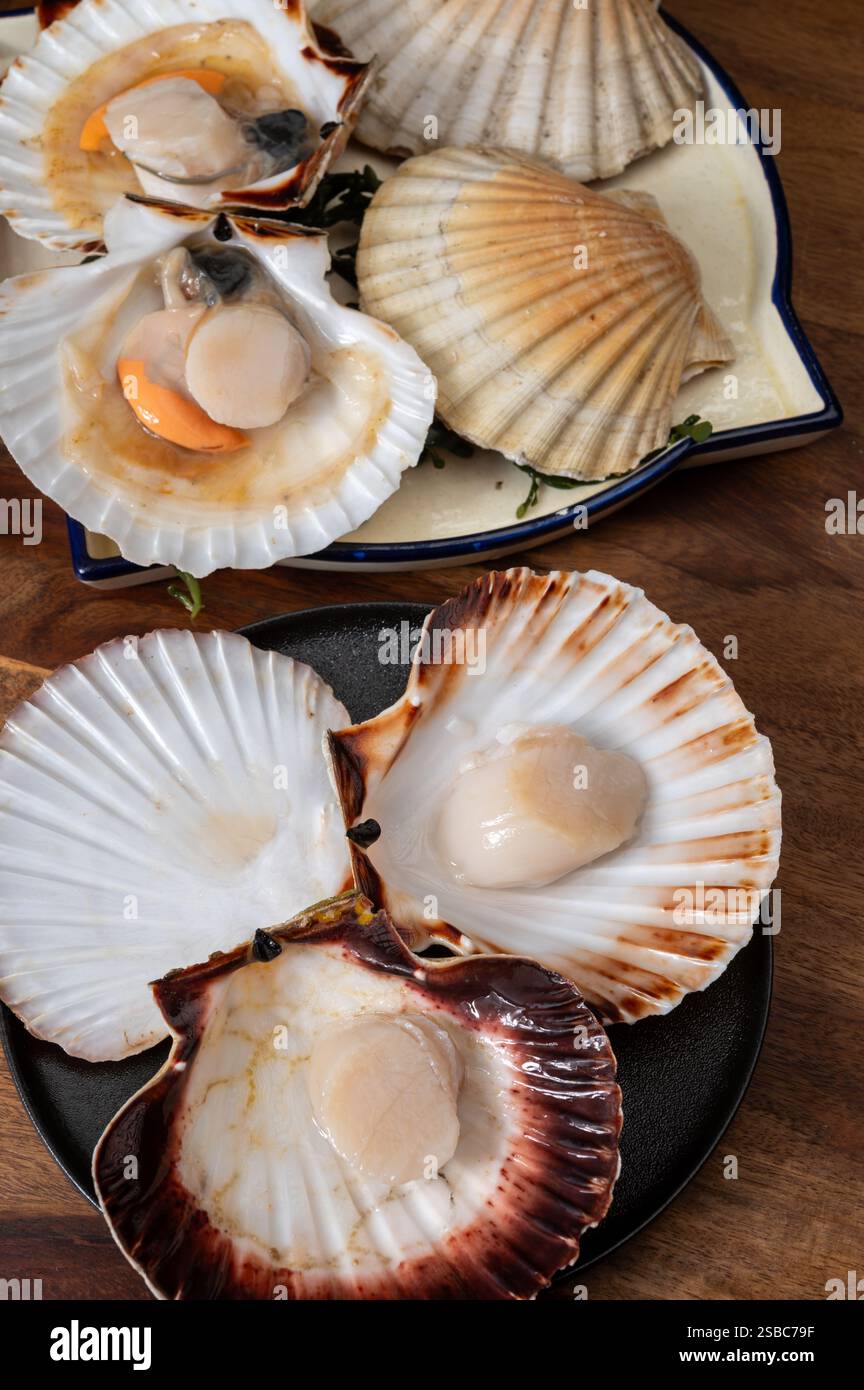 Atlantic bay scallops coquille St. James sea shells, opened in shells ...